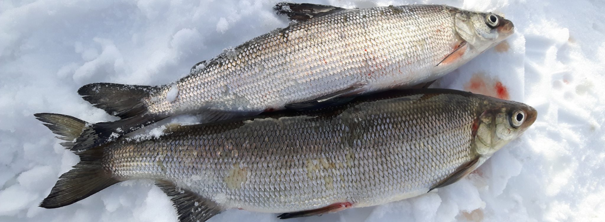 KALASTUS | Längelmäveden Kalatalousalue